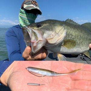 10 Best Drop Shot Baits You Don't Know About [But Should!] - Fishing ...