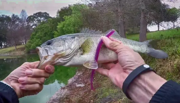 15+ Drop Shot Fishing Tips EXPOSTED [Weird, But Effective] - Fishing ...