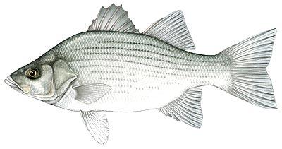 Carters Lake Fishing Report [Tips, Spots, Pictures, and Everything You ...