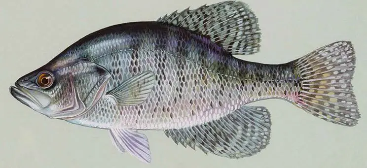 Pyramid Lake Fishing Report 2025 [Tips, Spots, Pictures, and Everything ...
