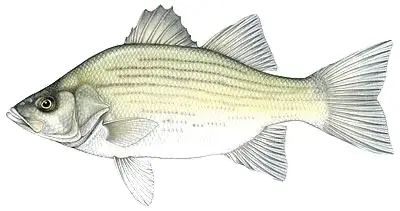 Canyon Lake Fishing Report 2025 [Tips, Spots, Pictures, Everything You ...